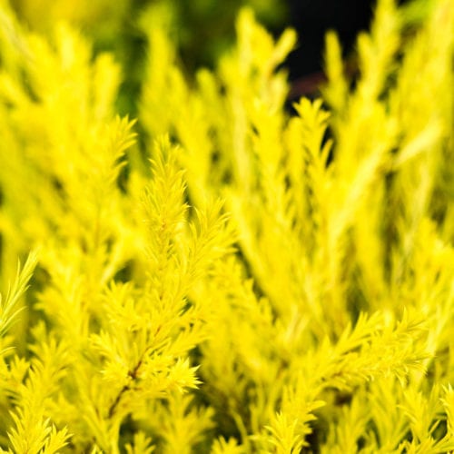 Buy Coleonema 'Sunset Gold' Online - Southern Woods