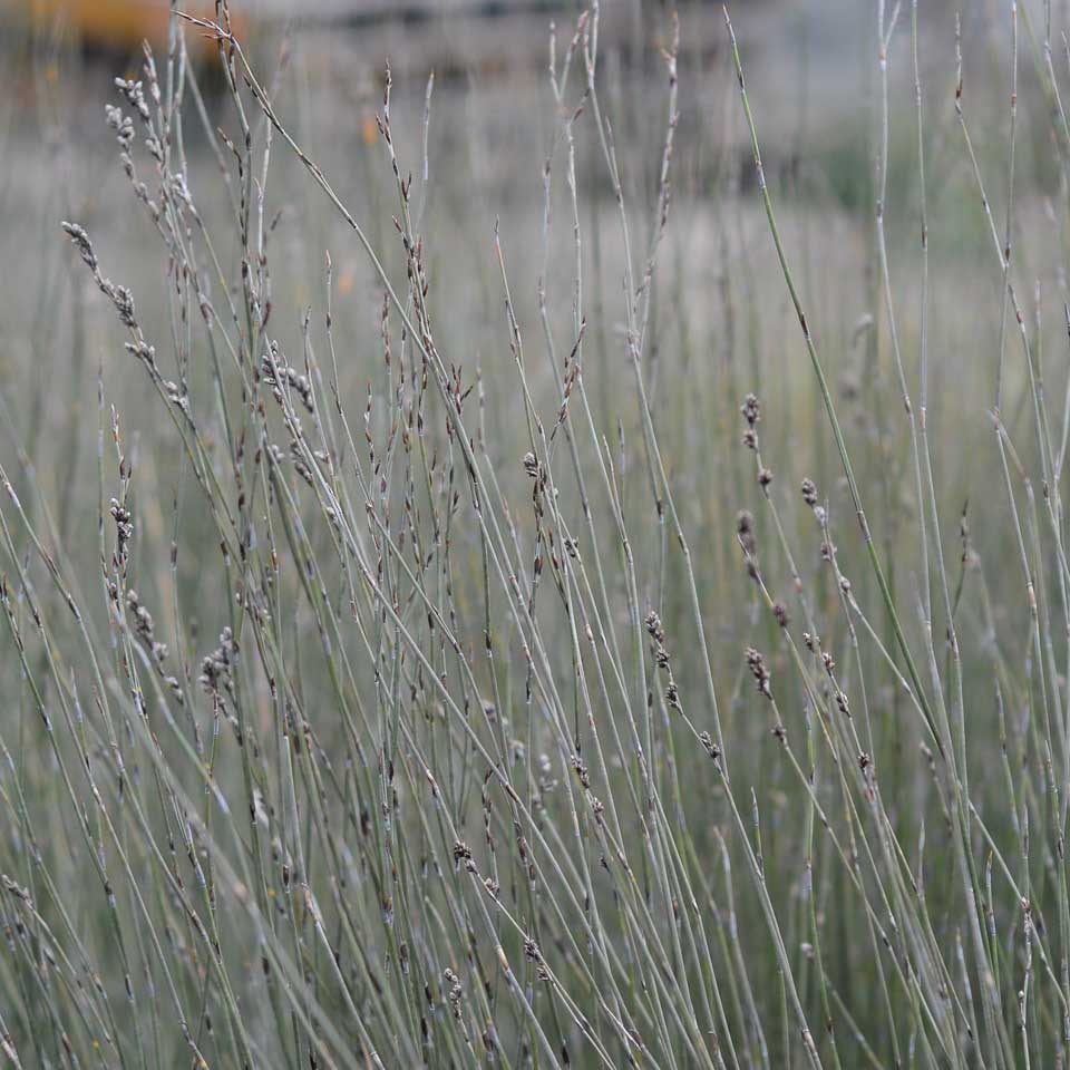 Buy Coprosma acerosa 'Hawera' Online - Southern Woods