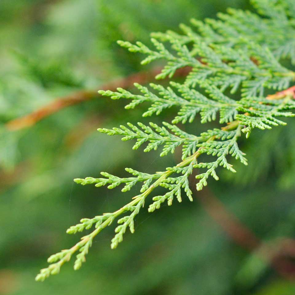 Buy Coprosma acerosa 'Hawera' Online - Southern Woods