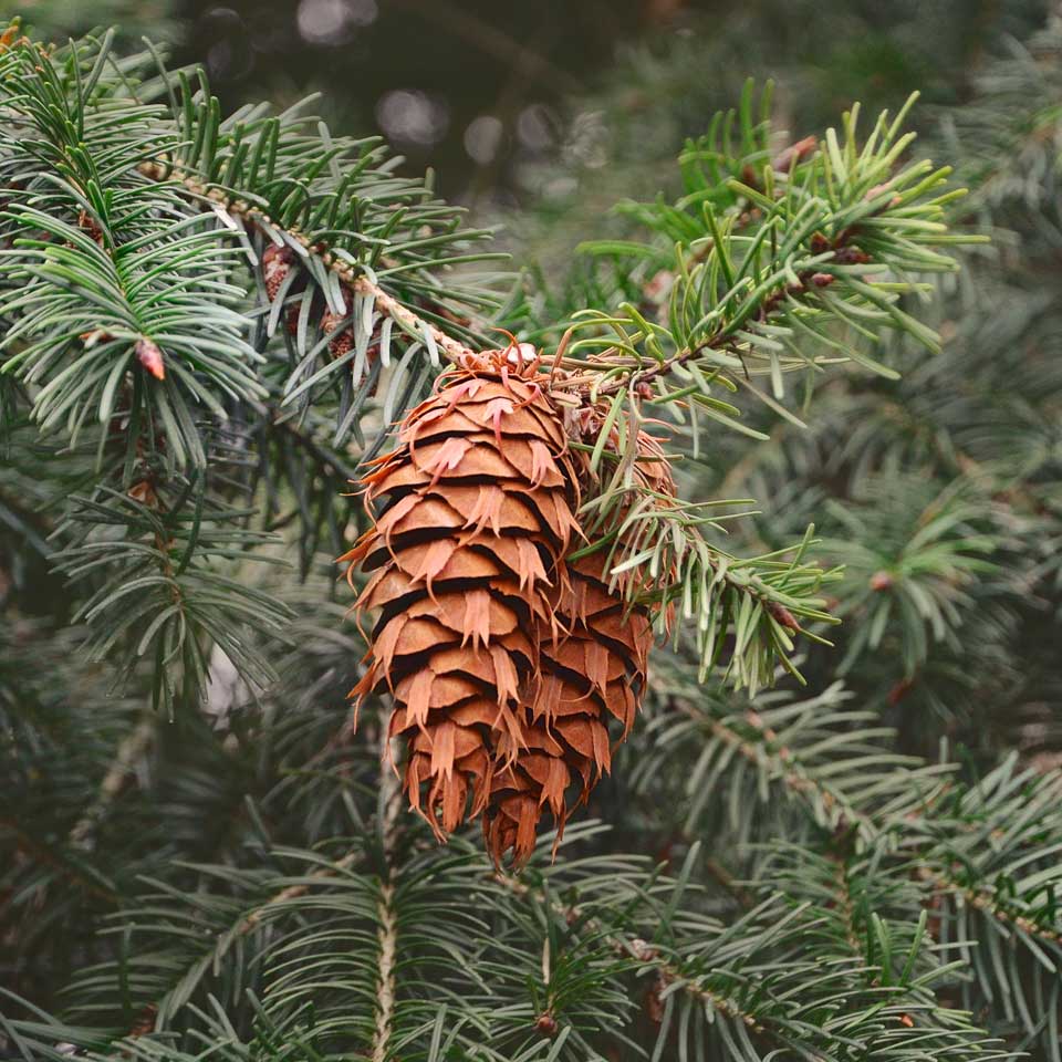 Buy Coprosma acerosa 'Hawera' Online - Southern Woods