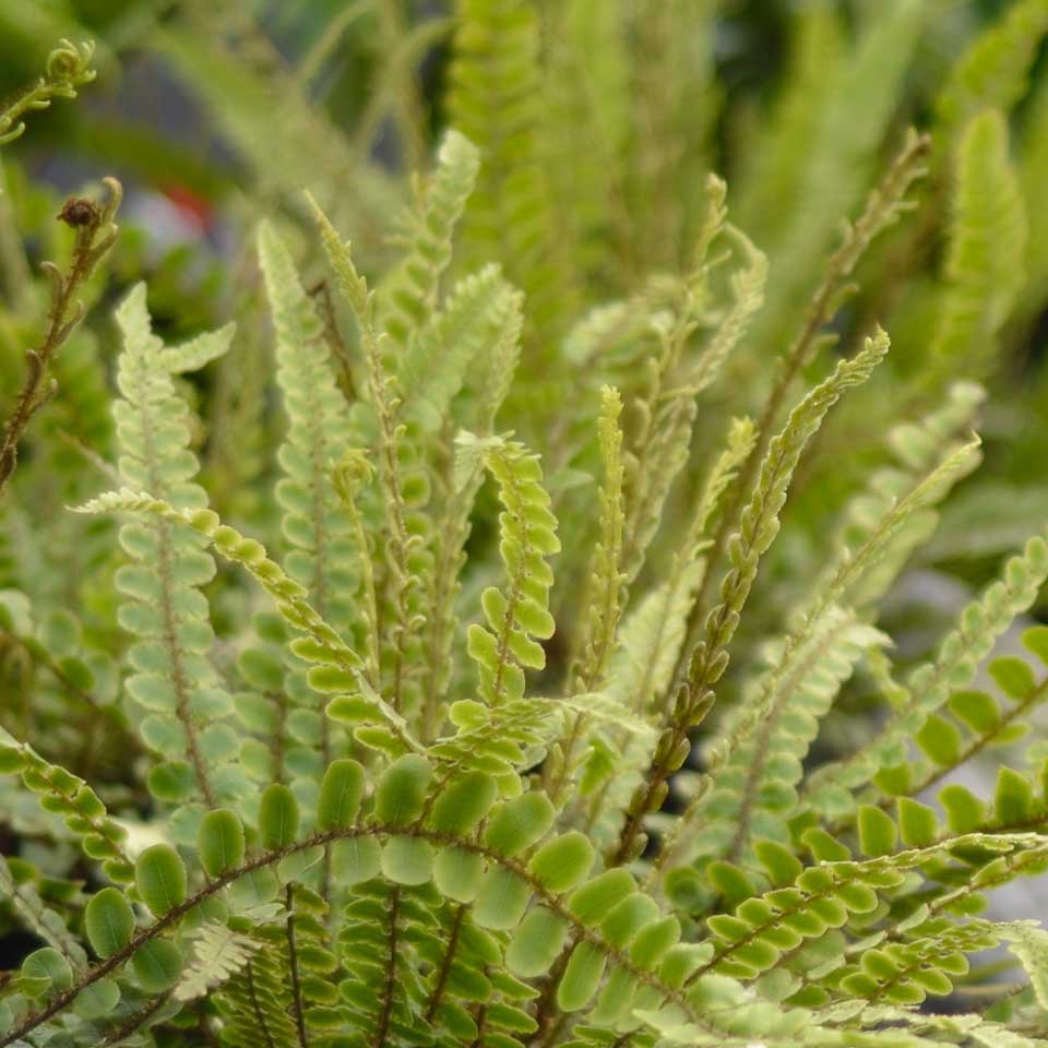 Ferns - Southern Woods