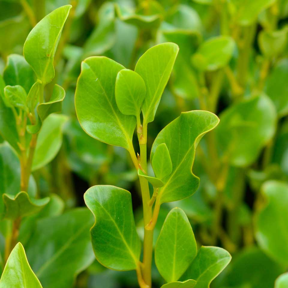 Buy Coprosma acerosa 'Hawera' Online - Southern Woods