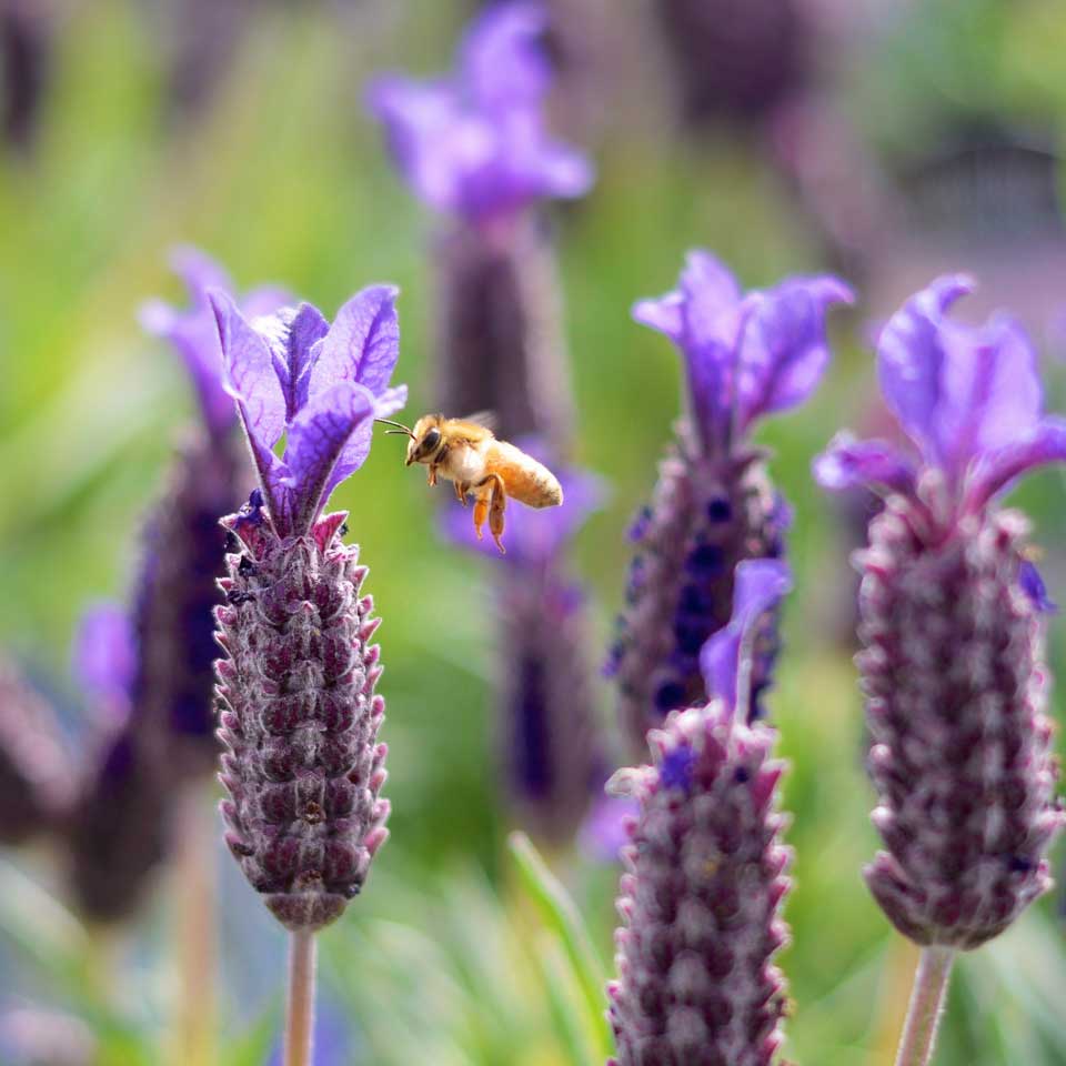 Buy Coprosma acerosa 'Hawera' Online - Southern Woods