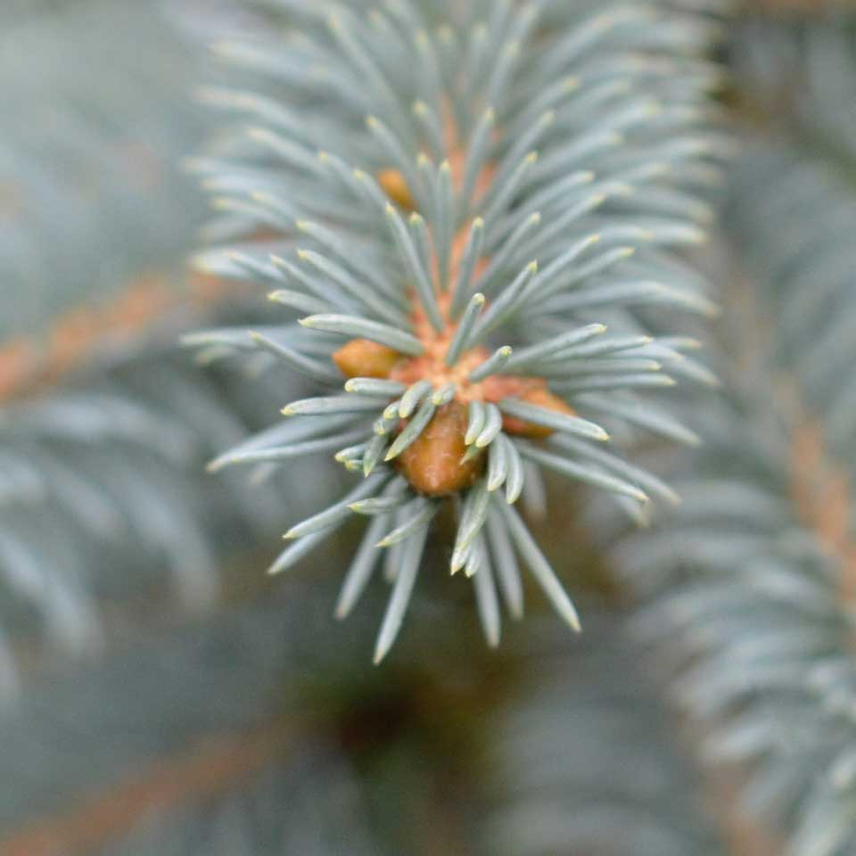 Buy Coprosma acerosa 'Hawera' Online - Southern Woods