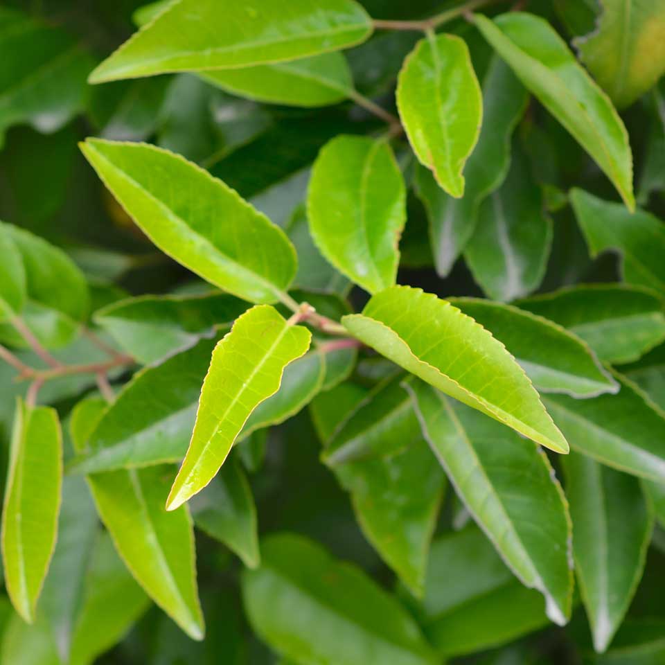 Buy Coprosma acerosa 'Hawera' Online - Southern Woods