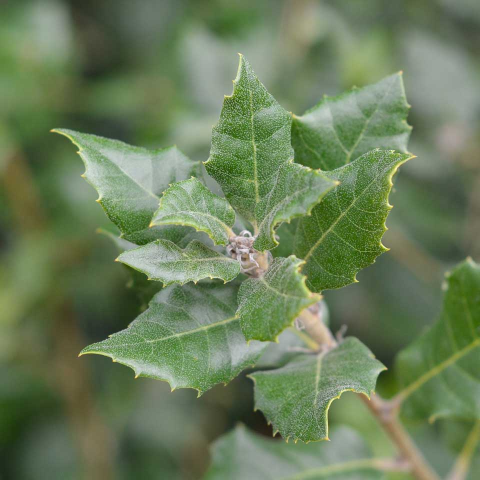 Buy Intelligro EcoMulch Online - Southern Woods