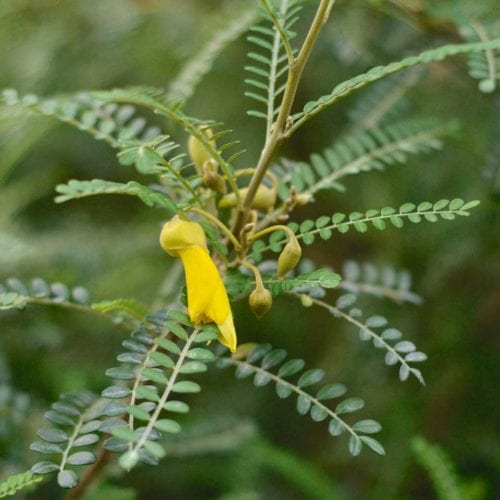 Buy Plagianthus regius Online - Southern Woods