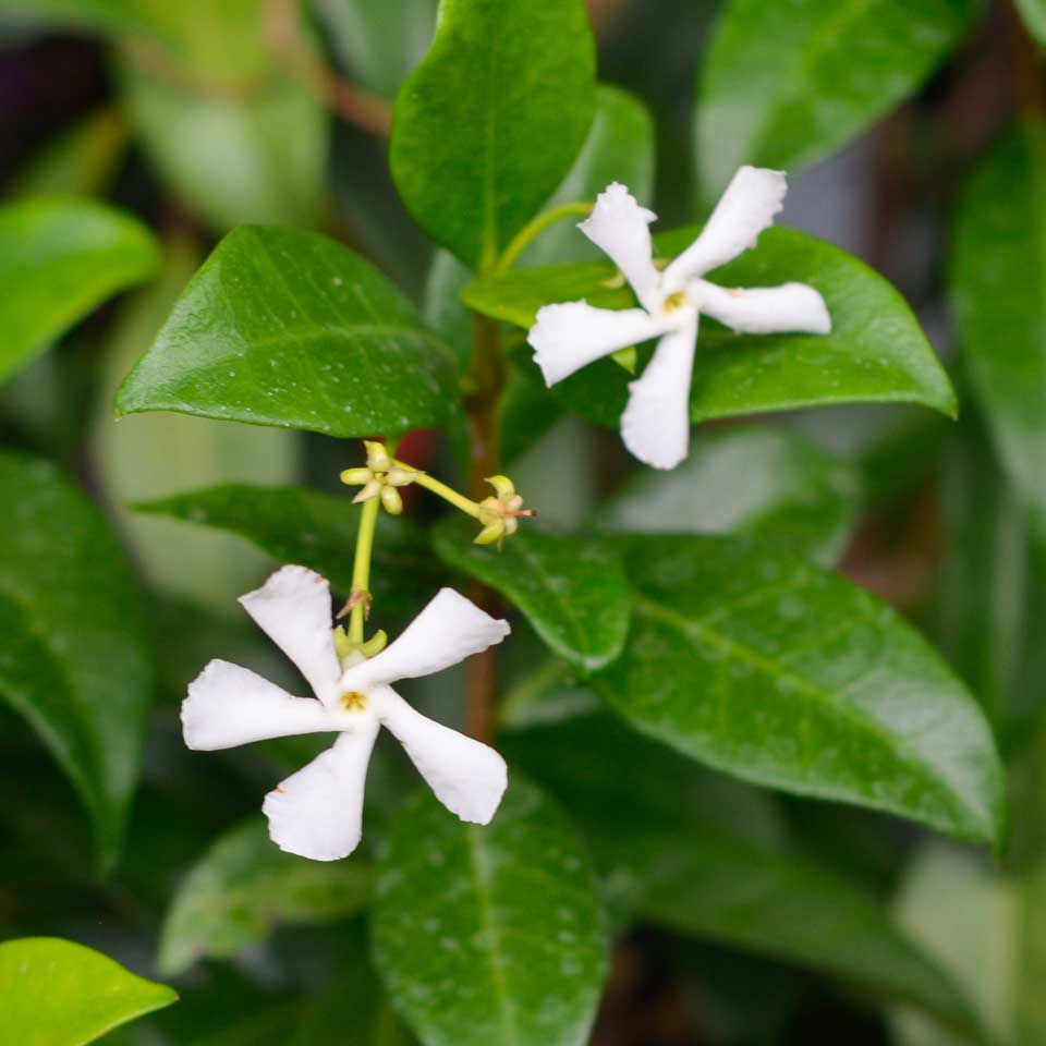 Buy Coprosma acerosa 'Hawera' Online - Southern Woods