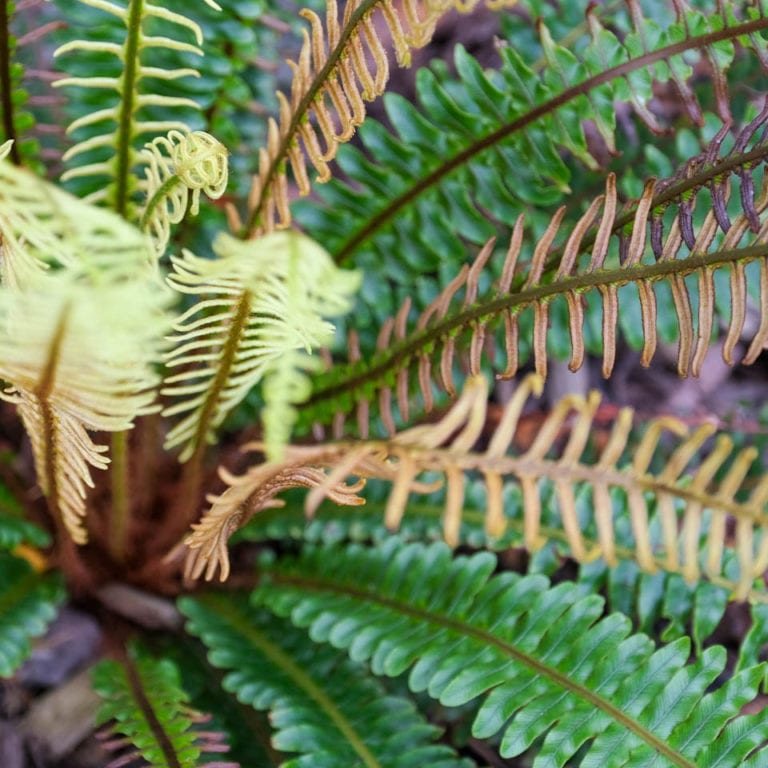 Buy Lomaria discolor Online - Southern Woods