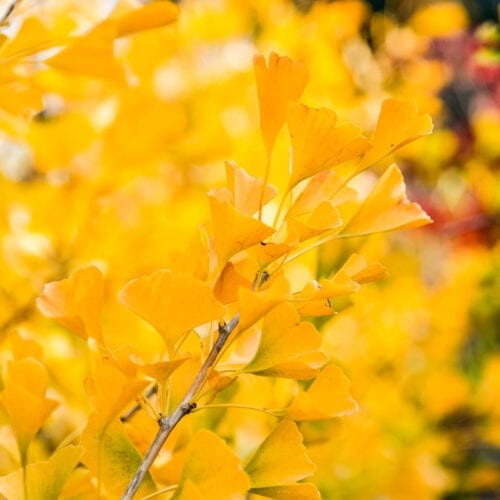 Buy Ginkgo biloba 'Fastigiata' Online - Southern Woods
