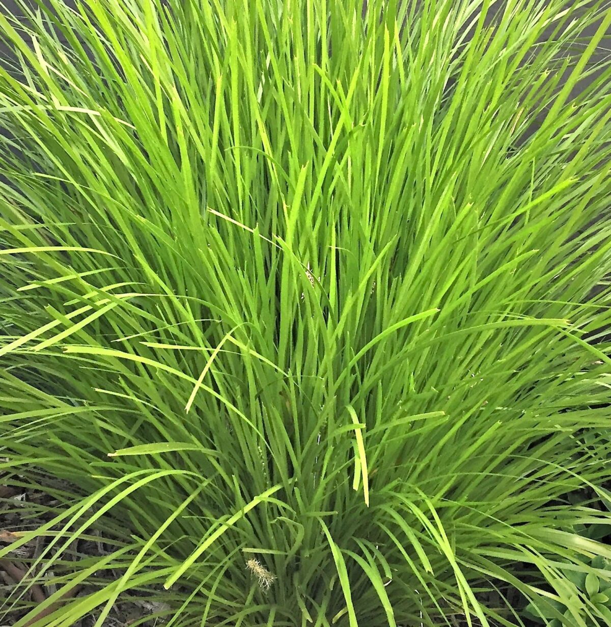 Buy Lomandra 'Lime Tuff' Online - Southern Woods