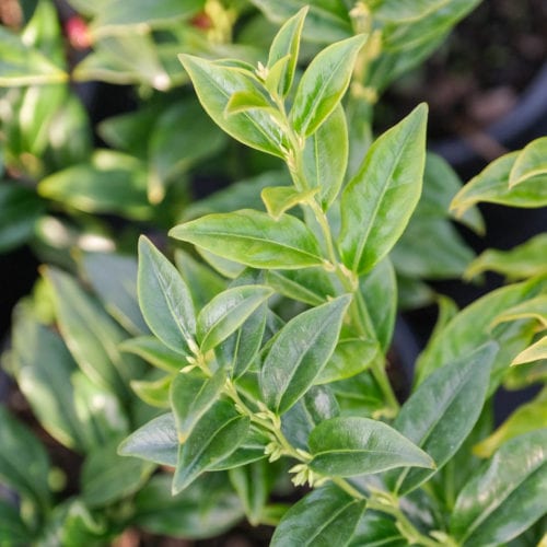 Buy Sarcococca confusa Online - Southern Woods