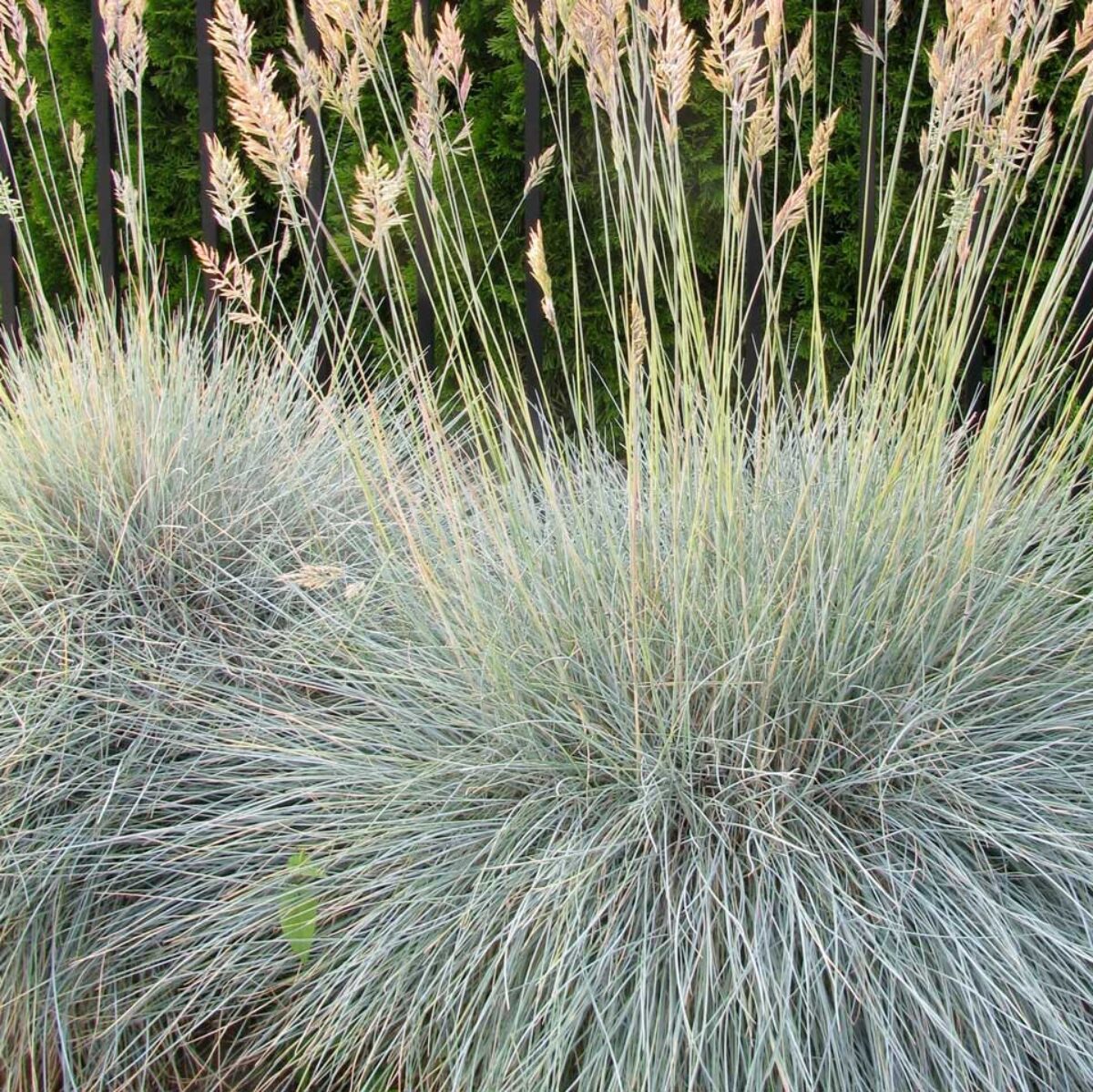 Festuca glauca store