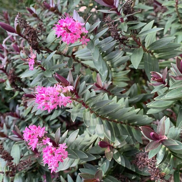 Buy Hebe 'Pretty N' Pink' Online - Southern Woods