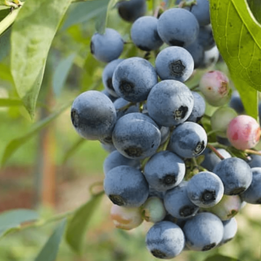 Buy Blueberry 'Duke' Online - Southern Woods