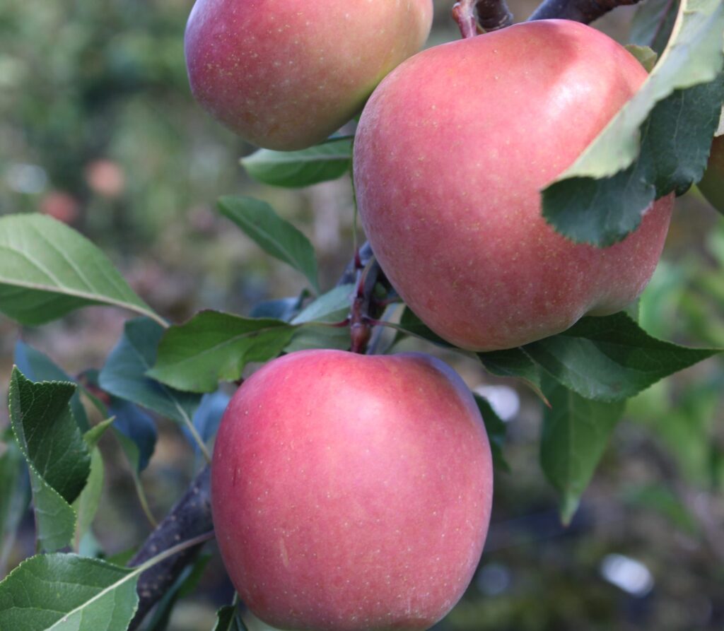 Buy Apple 'Pacific Rose'™ Online - Southern Woods