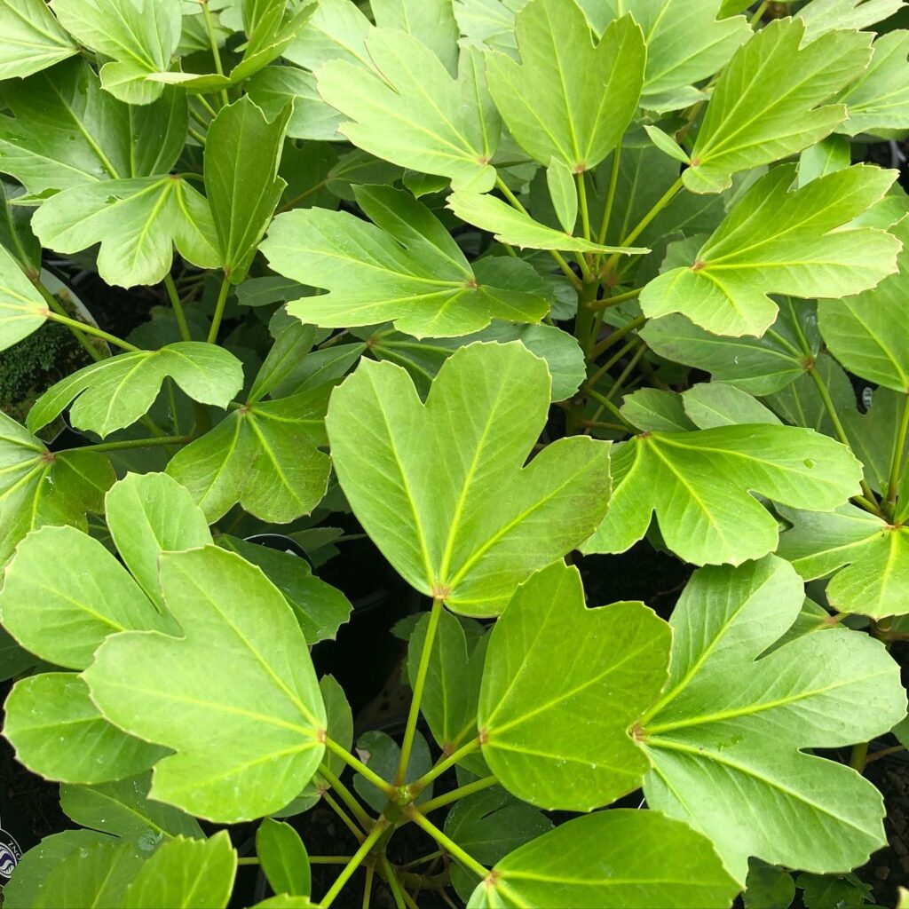 Buy Pseudopanax 'Cyril Watson' Online - Southern Woods