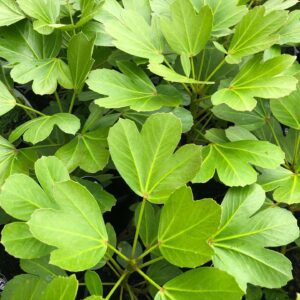 Buy Pseudopanax 'Cyril Watson' Online - Southern Woods