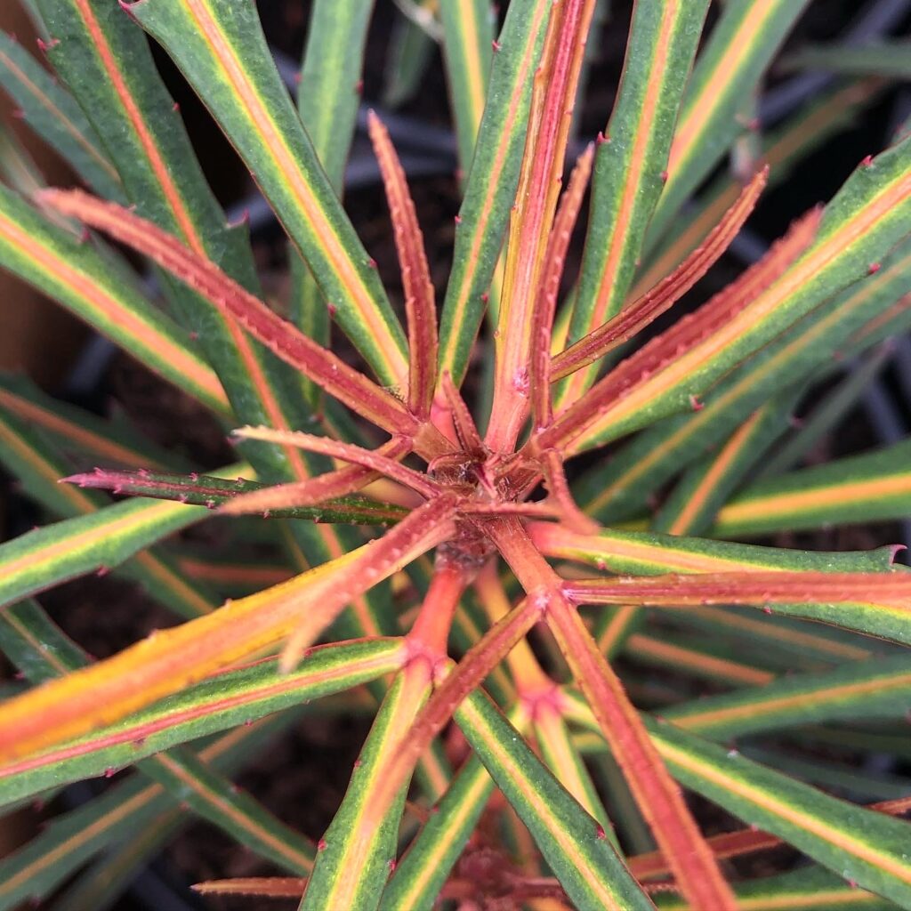 Buy Pseudopanax 'Fiddlesticks' Online - Southern Woods