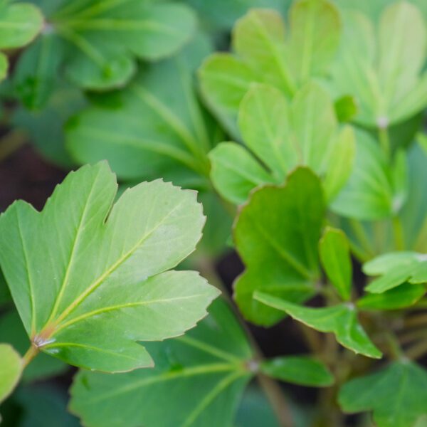 Buy Pseudopanax 'Cyril Watson' Online - Southern Woods