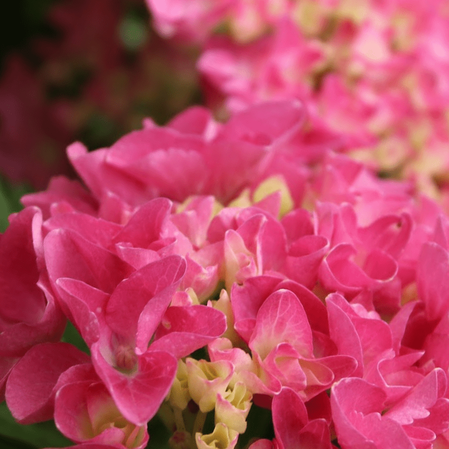 Buy Hydrangea 'Paris' Online - Southern Woods
