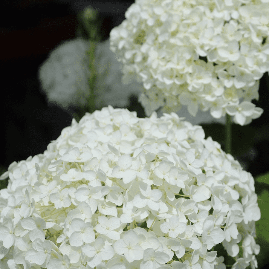 Buy Hydrangea 'Snowball' Online - Southern Woods