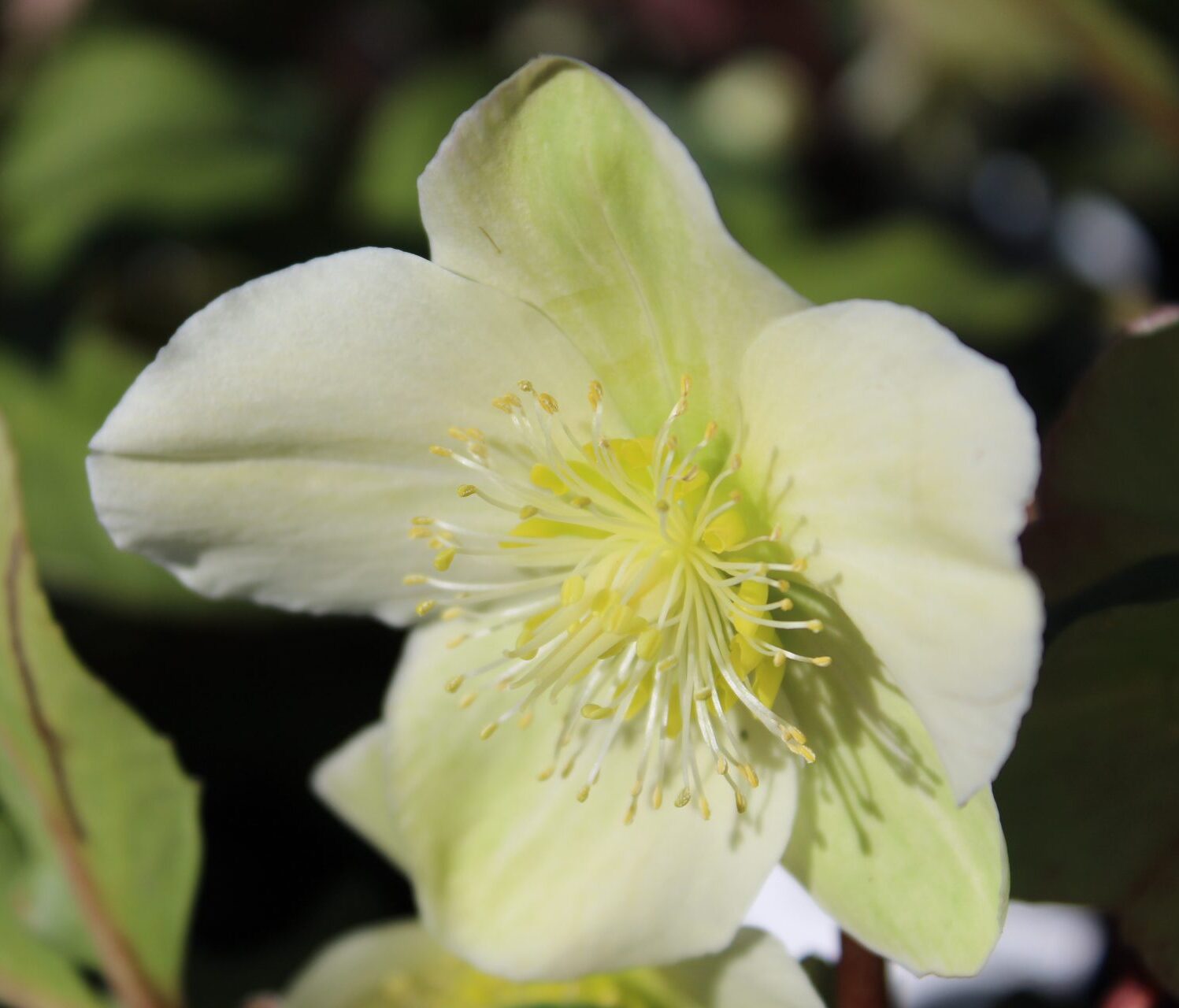 Buy Helleborus 'Jasper' Online - Southern Woods