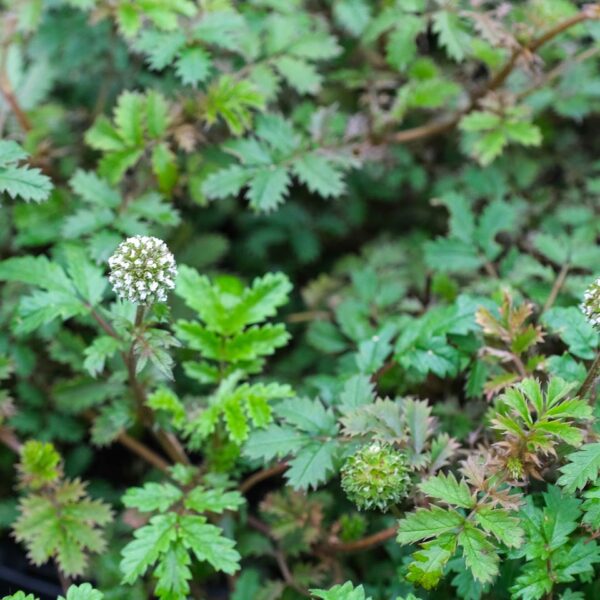 Buy Acaena novae-zealandiae Online - Southern Woods
