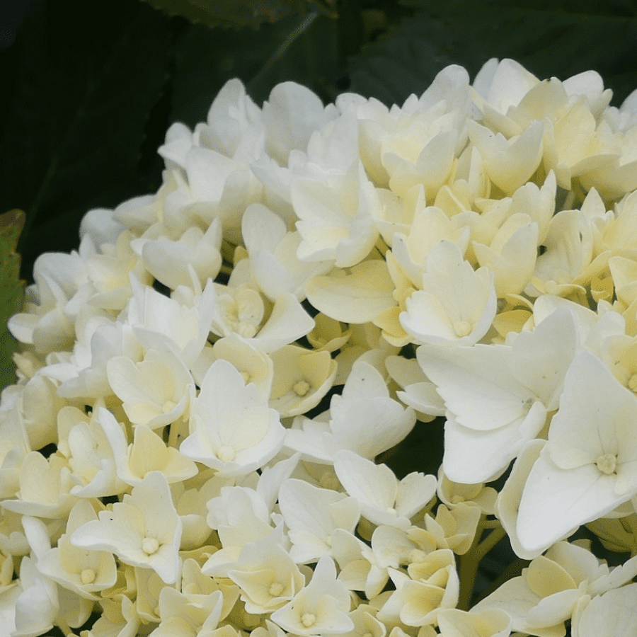 Buy Hydrangea 'Bridal Bouquet' Online - Southern Woods