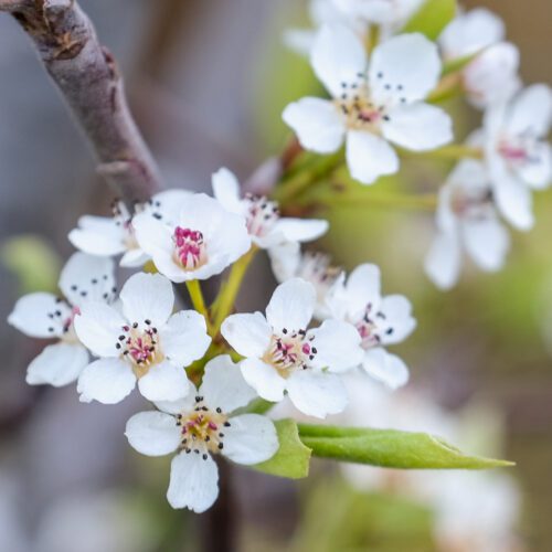 Buy Pyrus calleryana 'Candelabra' Online - Southern Woods