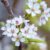 Buy Pyrus calleryana 'Candelabra' Online - Southern Woods