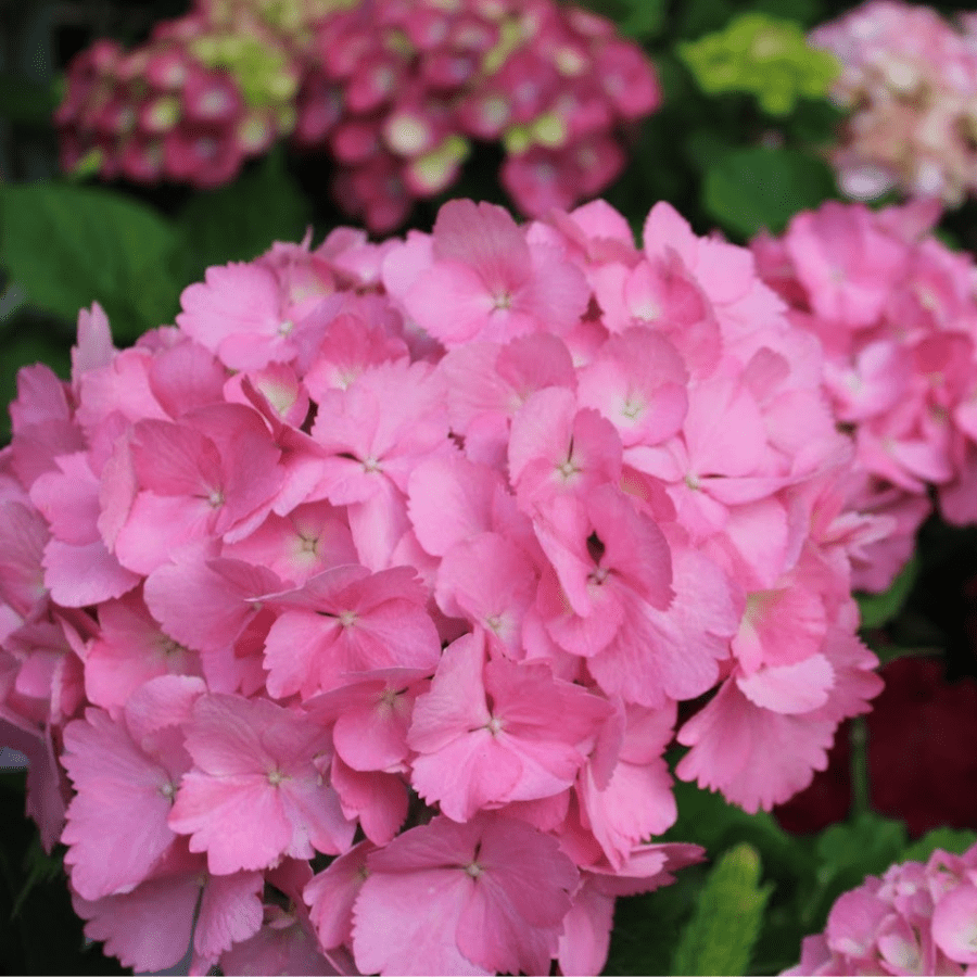 Buy Hydrangea macrophylla 'Venice' Online - Southern Woods