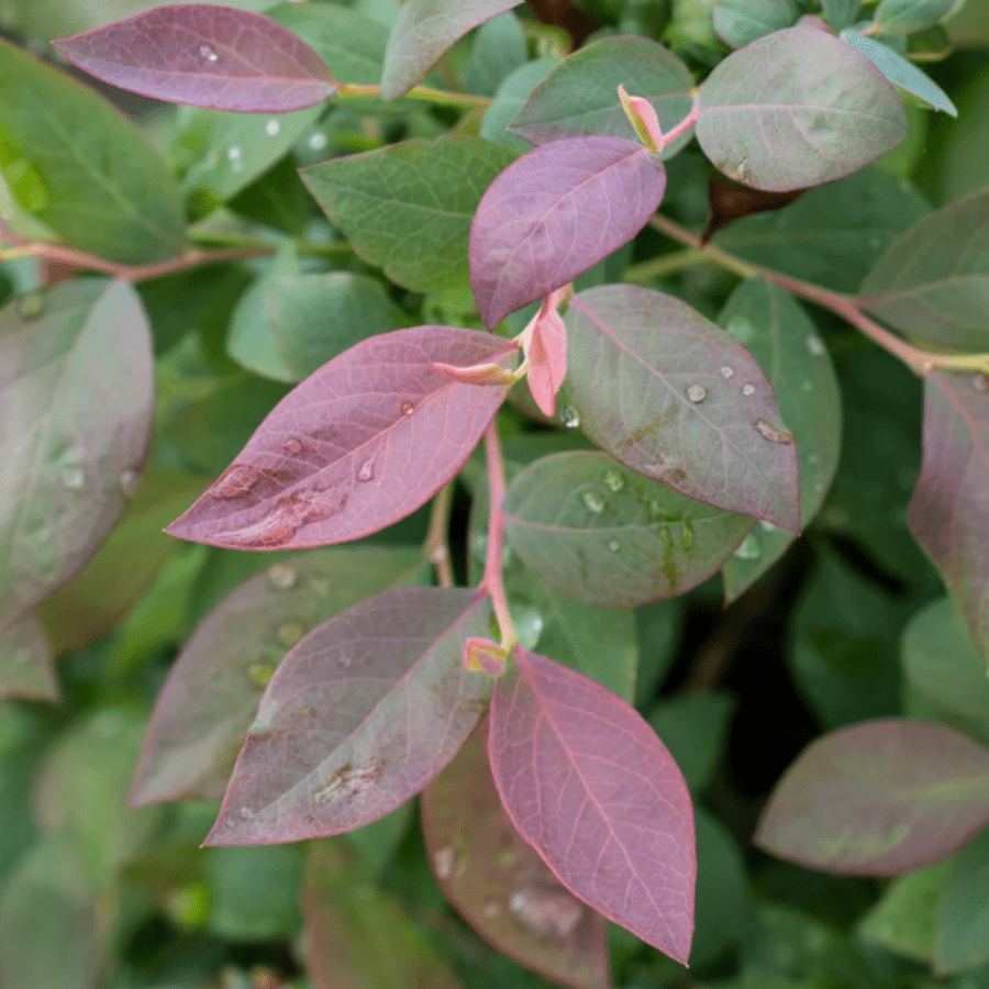 Buy Blueberry 'Pink Icing' ™ Online - Southern Woods